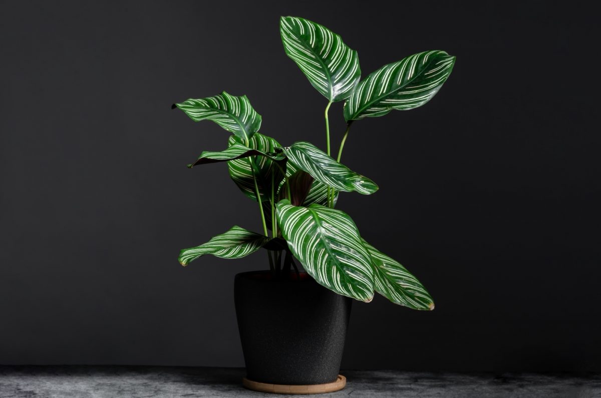How To Grow & Take Care Of The Calathea Prayer Plant
