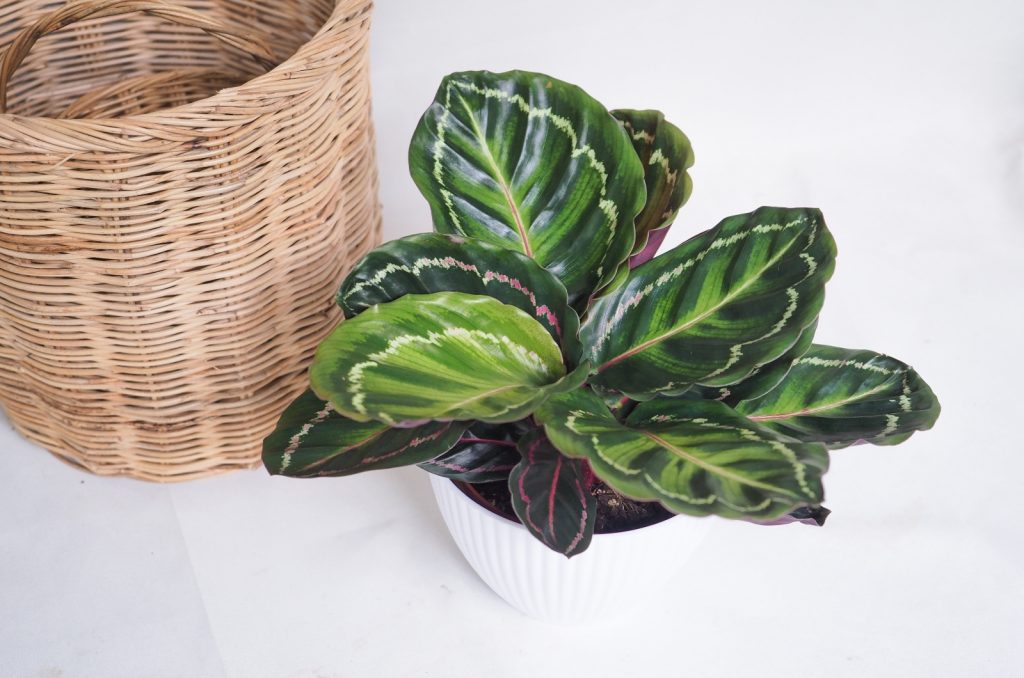 How To Grow & Take Care Of The Calathea Prayer Plant