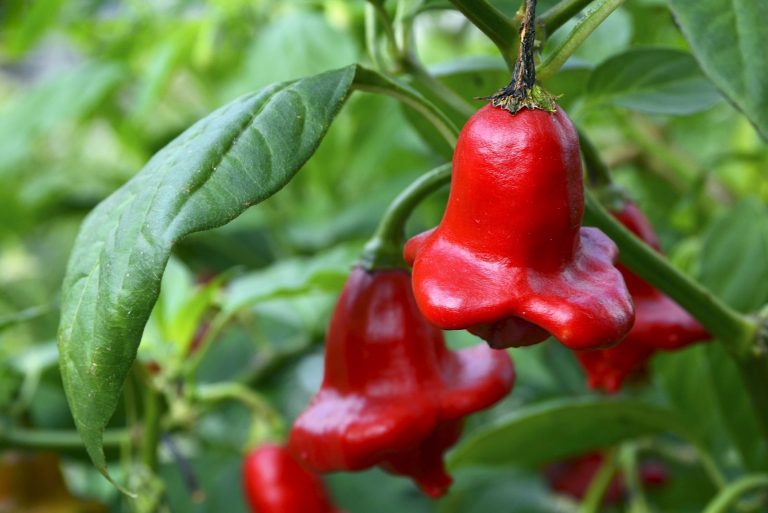 5 Types Of Chilli Plants & Their Best Cultivars