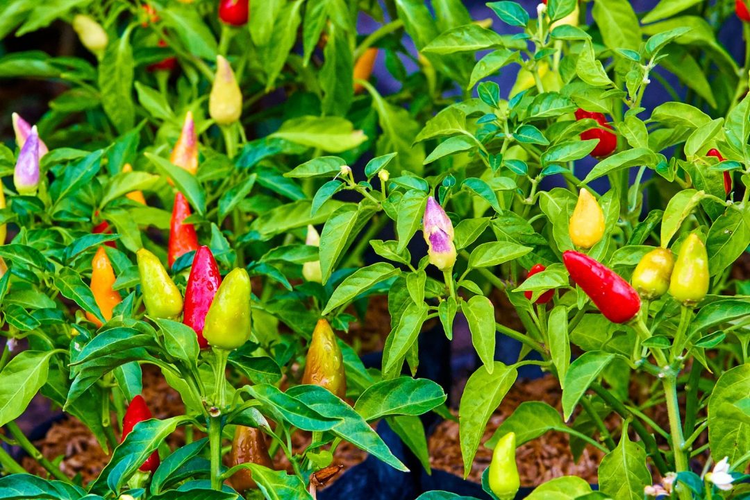 5 Types Of Chilli Plants & Their Best Cultivars
