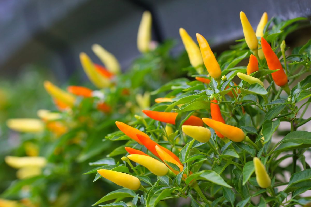 5 Types Of Chilli Plants & Their Best Cultivars
