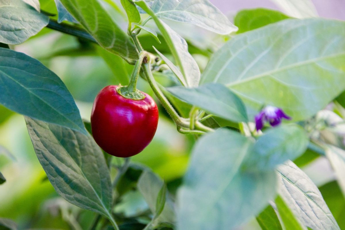 5 Types Of Chilli Plants & Their Best Cultivars