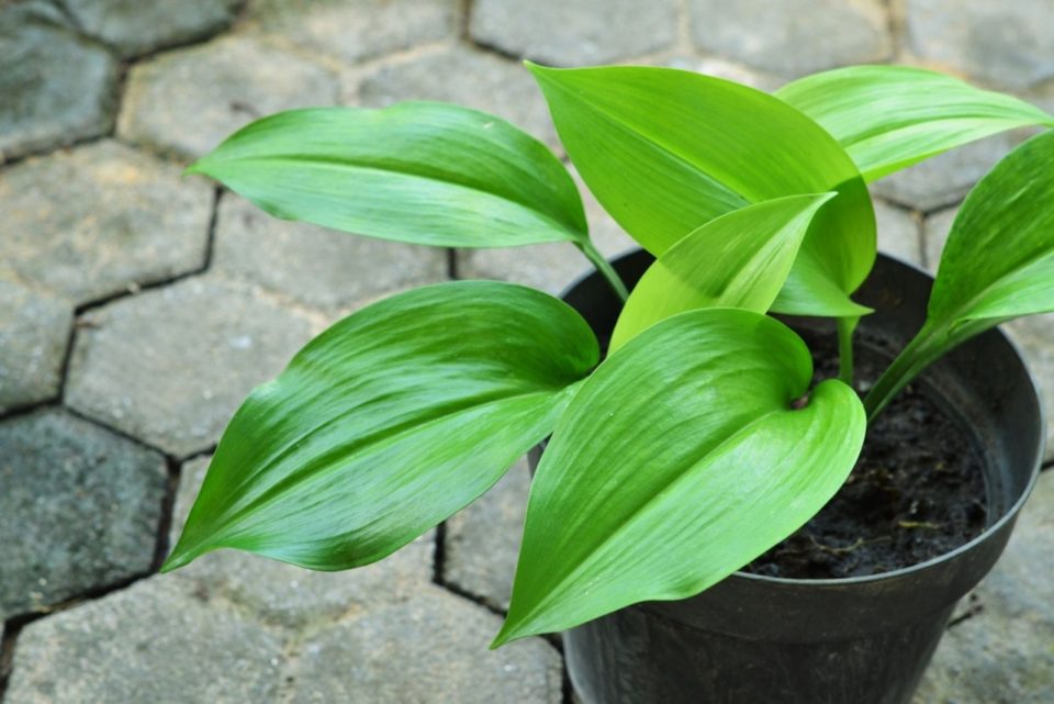 A List Of Breathtaking Low-Maintenance Basement Plants