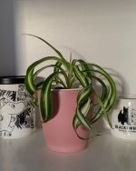 Airplane Plant Care 101: How To Care For Spider Plants
