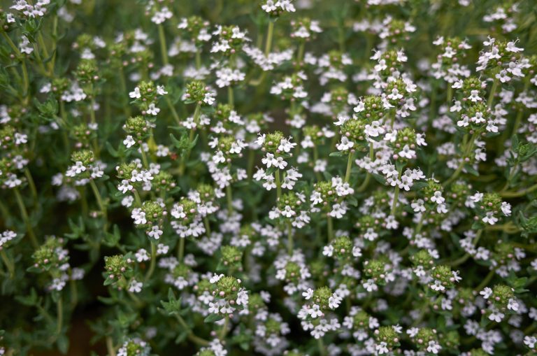 It’s Thyme Time! 15 Types Of Thyme To Spruce Up Your Garden
