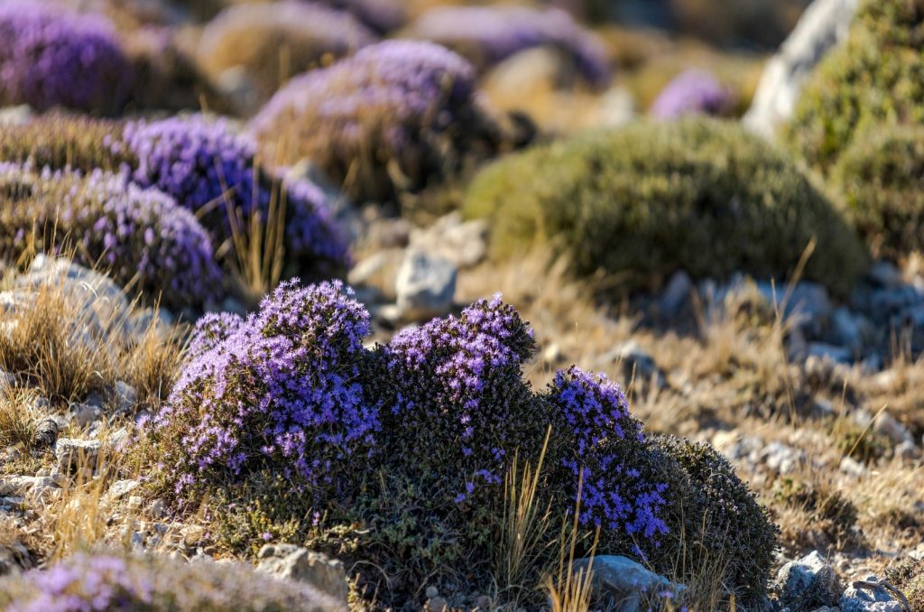 It’s Thyme Time! 15 Types Of Thyme To Spruce Up Your Garden