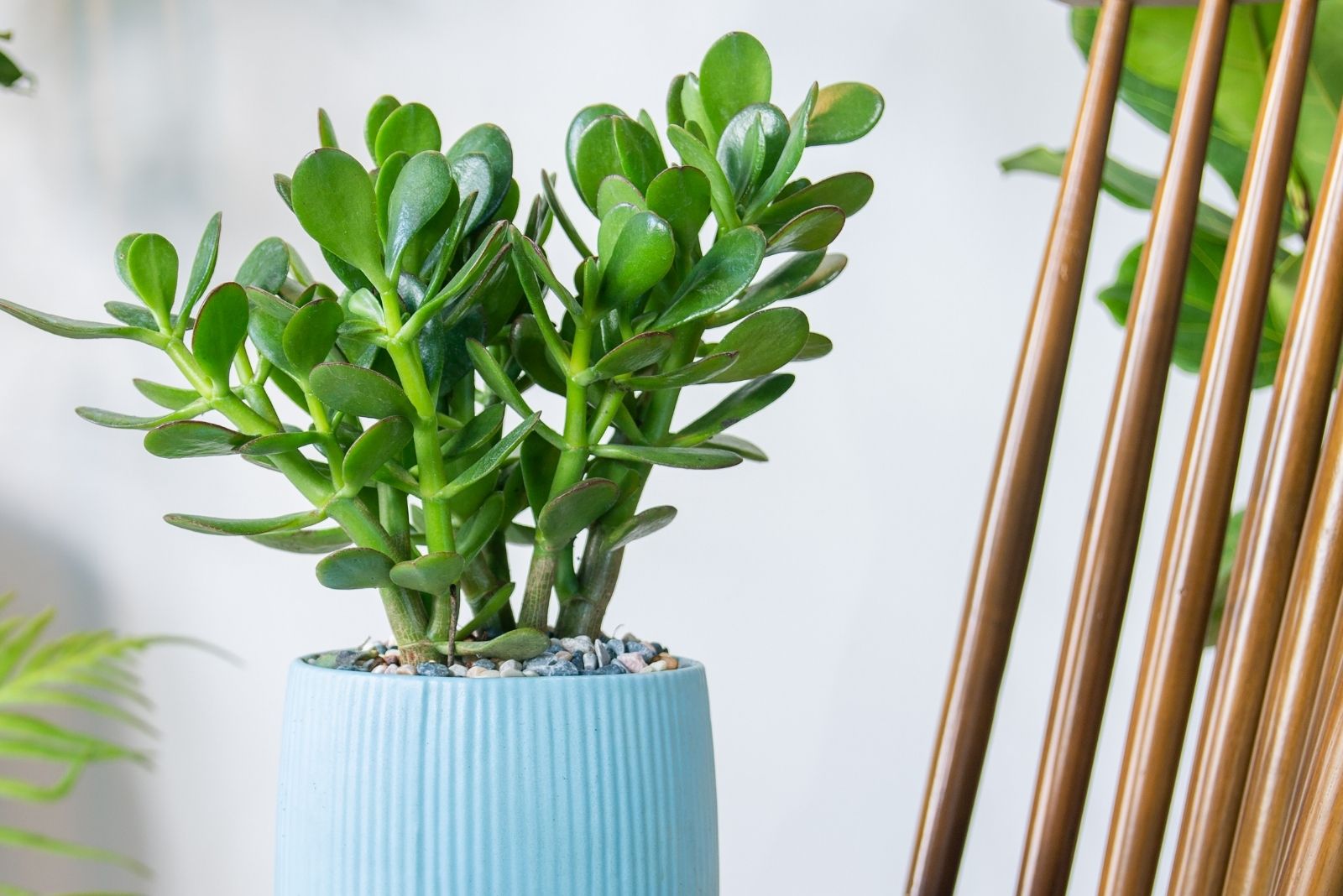 15 Types Of Jade Plants & Tips On Plant Care