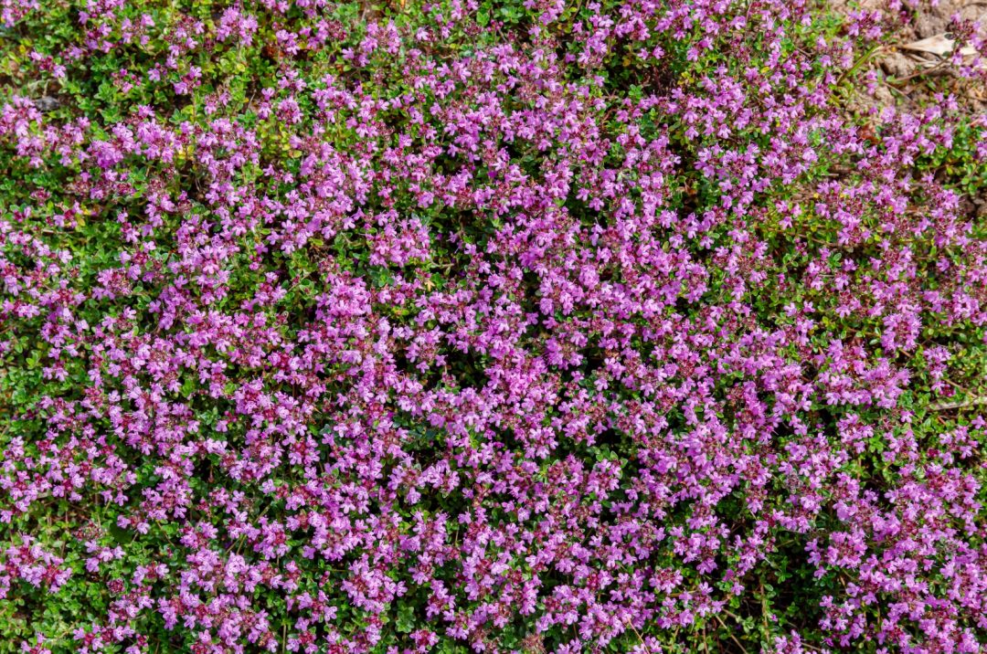 It’s Thyme Time! 15 Types Of Thyme To Spruce Up Your Garden