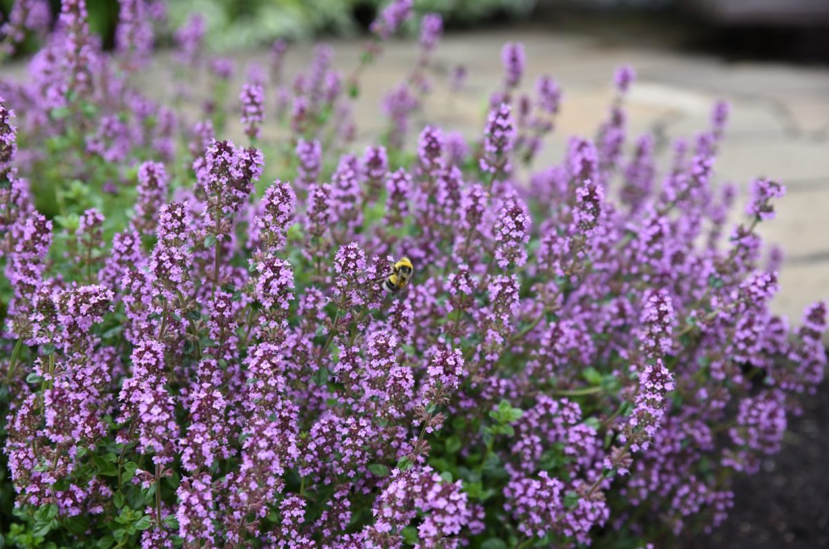 It’s Thyme Time! 15 Types Of Thyme To Spruce Up Your Garden