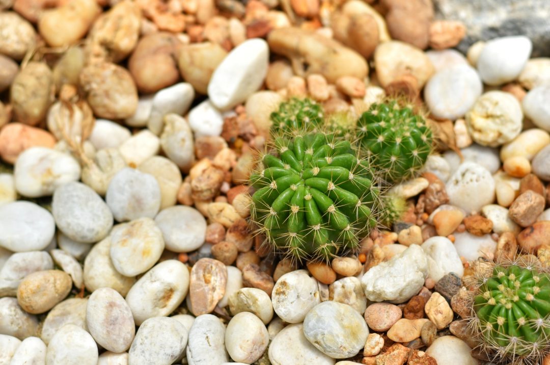 Meet Domino Cactus: A Lovely Plant That Looks Like A Domino