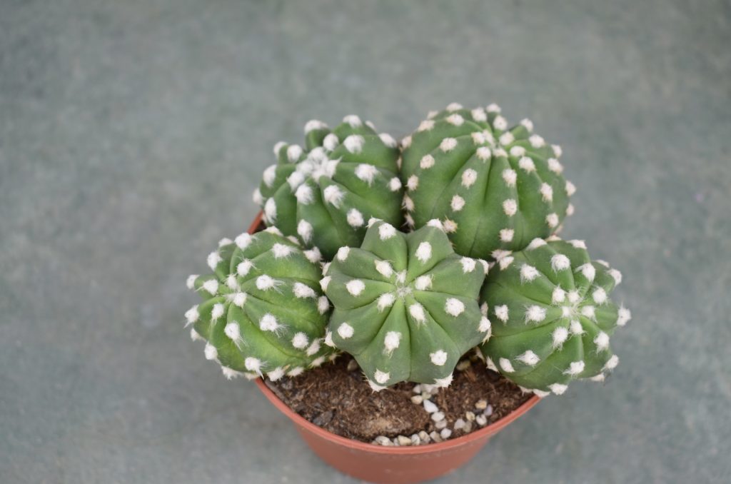 Meet Domino Cactus: A Lovely Plant That Looks Like A Domino