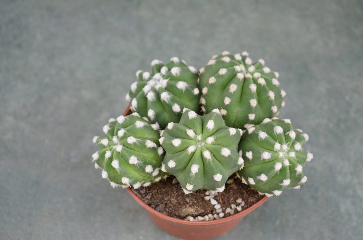 Meet Domino Cactus: A Lovely Plant That Looks Like A Domino