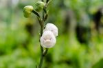 Dove Orchid: The Flower That Pays Tribute To A Lovely Bird