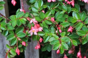 9 Best Types Of Trailing Begonias + The Complete Care Guide