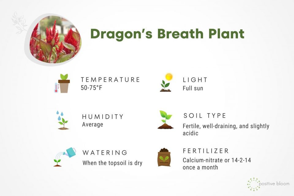 Dragon’s Breath Plant Care + How To Solve Its Common Issues