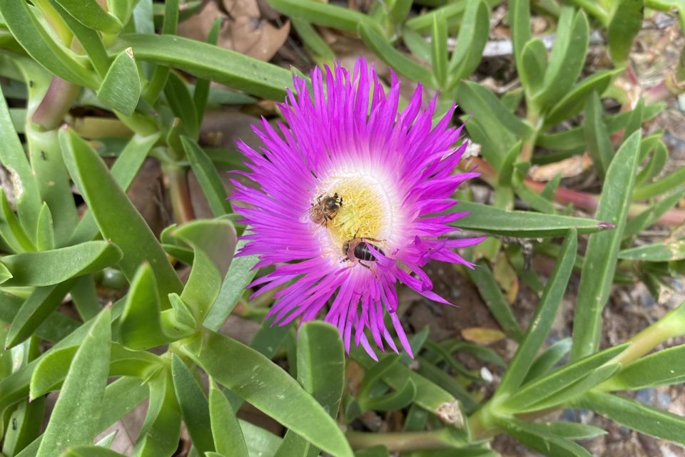 14 Easy To Grow Herbs With Purple Flowers For A Dreamy Garden