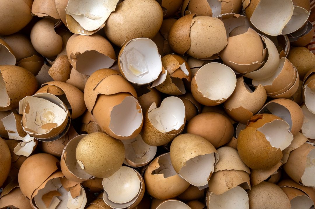 6 Best Ways To Use Eggshells In Potted Plants + A DIY Recipe