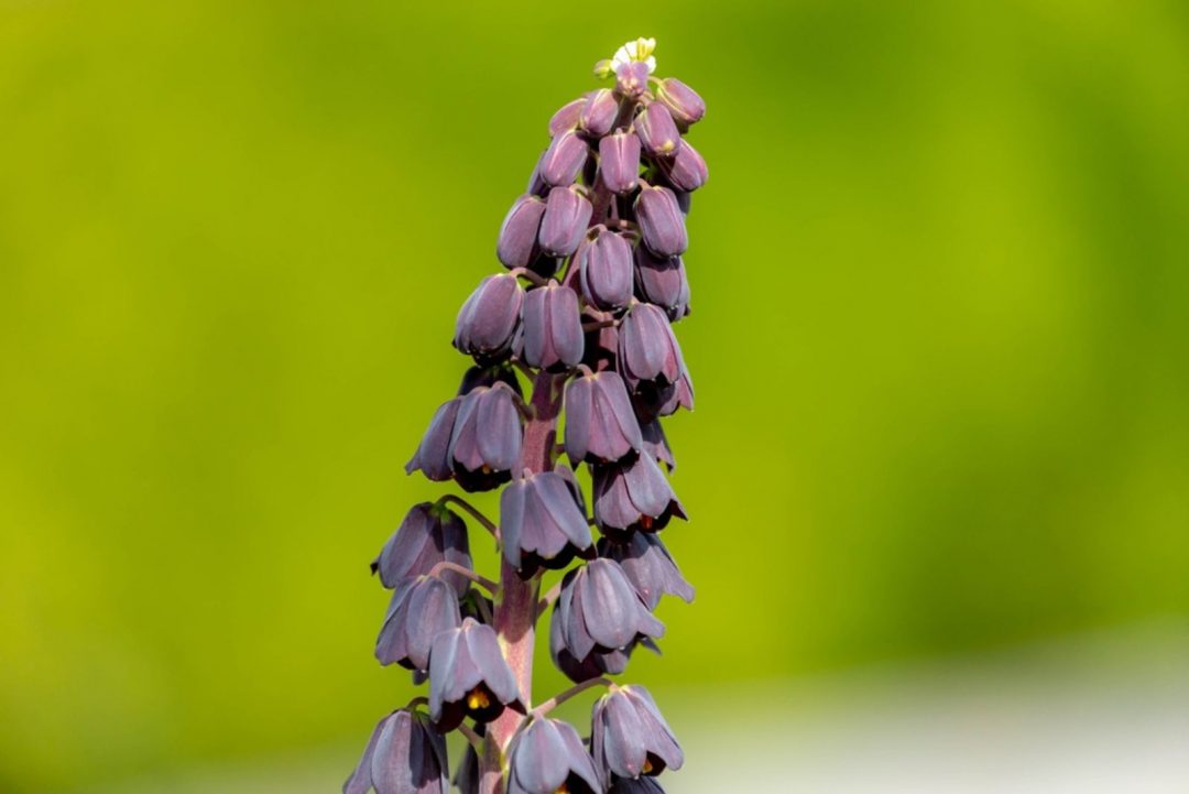 A List Of Lovely Persian Flowers And What They Symbolize