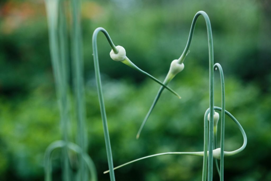 The 7 Garlic Growing Stages: A Complete Guide