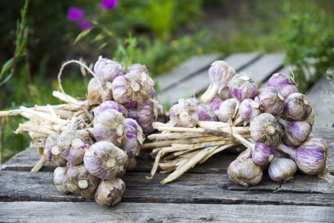 The 7 Garlic Growing Stages: A Complete Guide