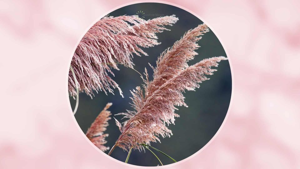 Helpful Gardening Tips For Growing Purple Pampas Grass