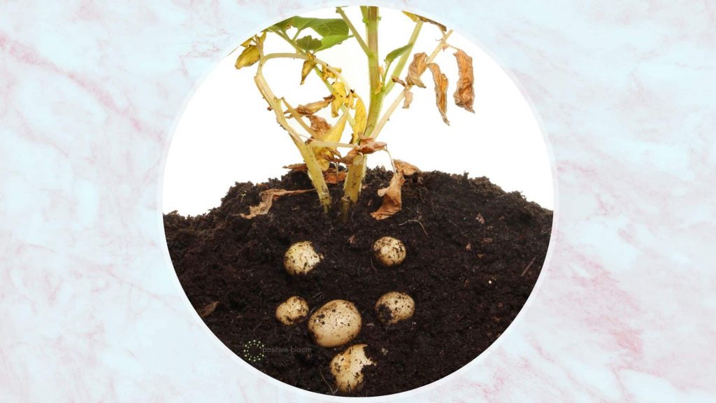 How Many Potatoes Per Plant And How To Get More