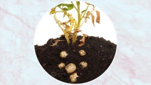 How Many Potatoes Per Plant And How To Get More