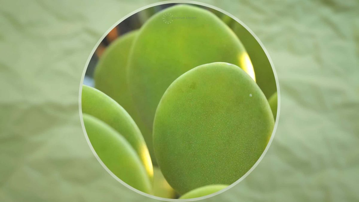 How To Care For A String Of Coins (aka Xerosicyos Danguyi)