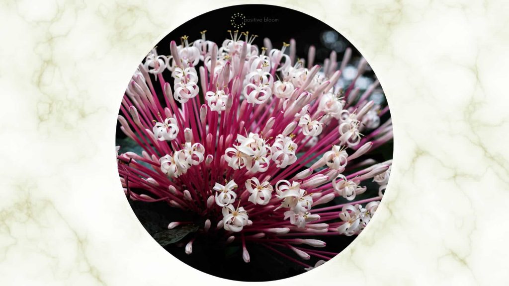 How To Grow And Care For The Stunning Starburst Bush