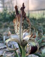 A List Of Lovely Persian Flowers And What They Symbolize