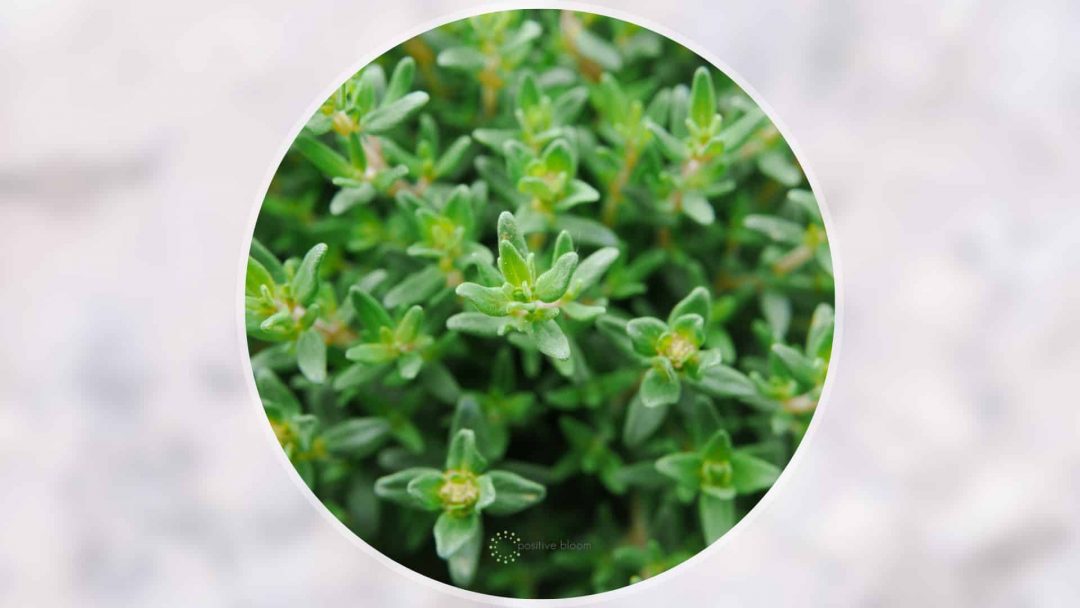 It’s Thyme Time! 15 Types Of Thyme To Spruce Up Your Garden