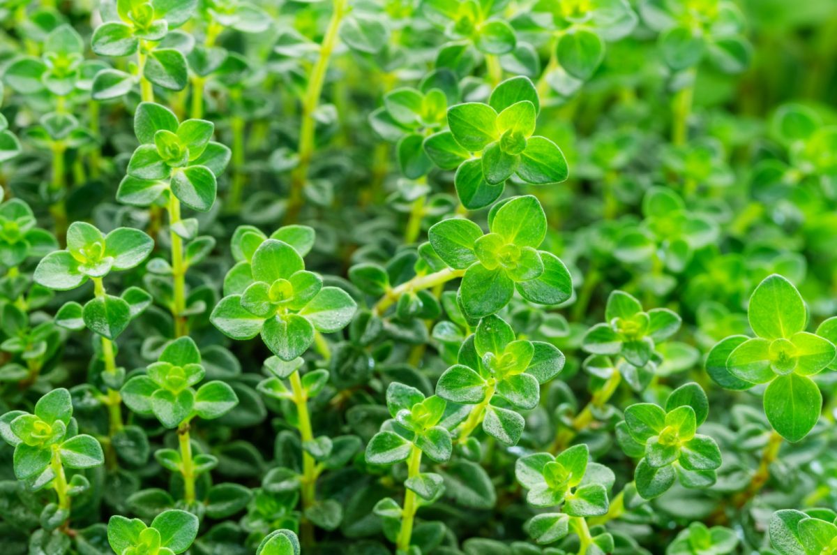 It’s Thyme Time! 15 Types Of Thyme To Spruce Up Your Garden