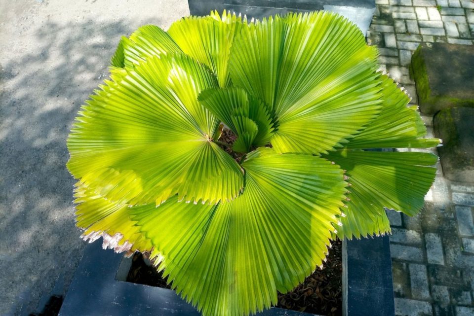 How To Care For The Licuala Grandis aka Ruffled Fan Palm
