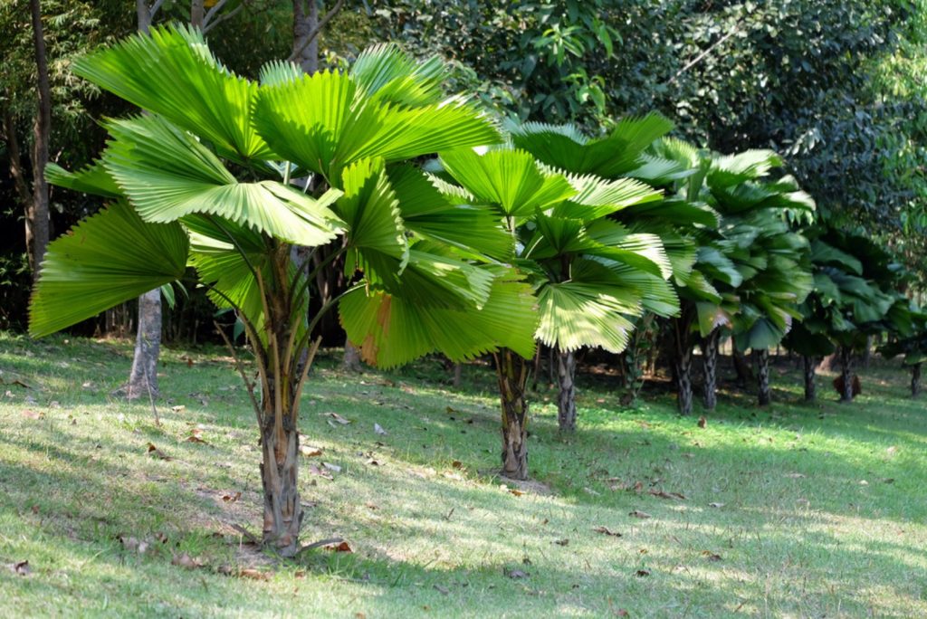 How To Care For The Licuala Grandis aka Ruffled Fan Palm