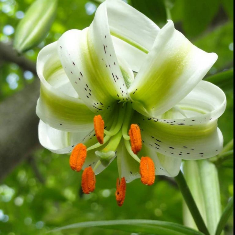 A List Of Lovely Persian Flowers And What They Symbolize
