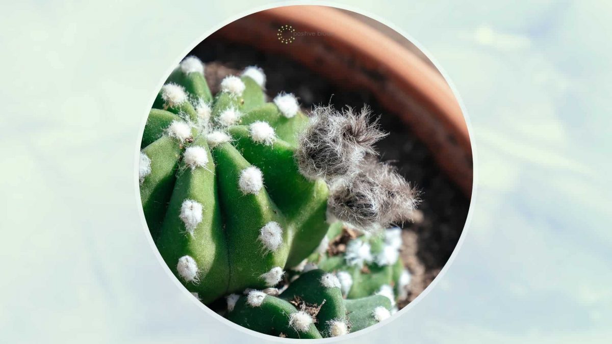 Meet Domino Cactus: A Lovely Plant That Looks Like A Domino