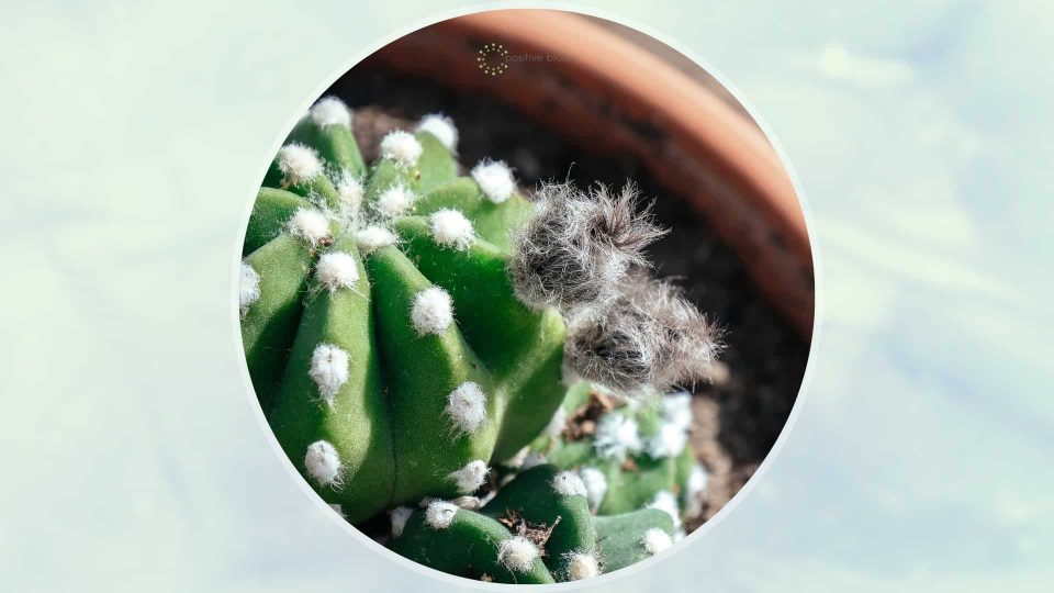 Meet Domino Cactus: A Lovely Plant That Looks Like A Domino