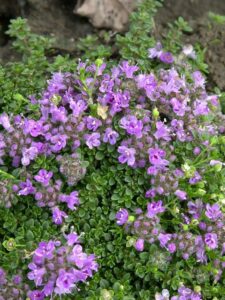 It’s Thyme Time! 15 Types Of Thyme To Spruce Up Your Garden