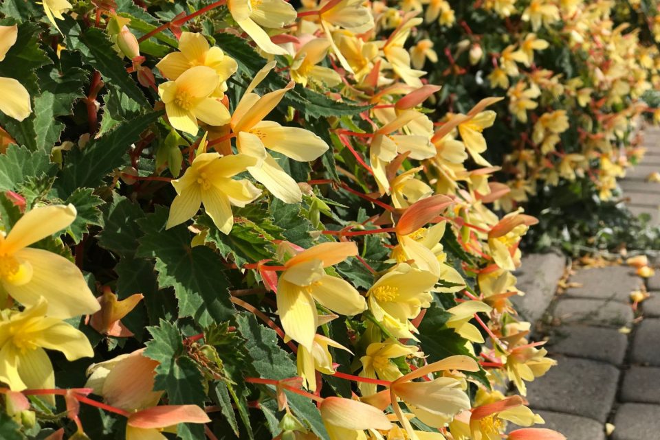 9 Best Types Of Trailing Begonias + The Complete Care Guide
