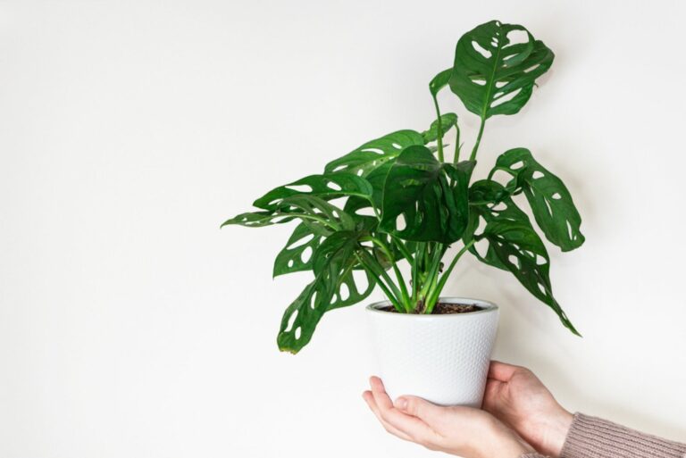 How To Clean Monstera Leaves And Make Them Shiny