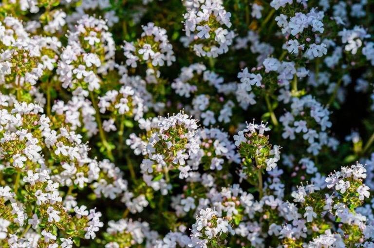 It’s Thyme Time! 15 Types Of Thyme To Spruce Up Your Garden