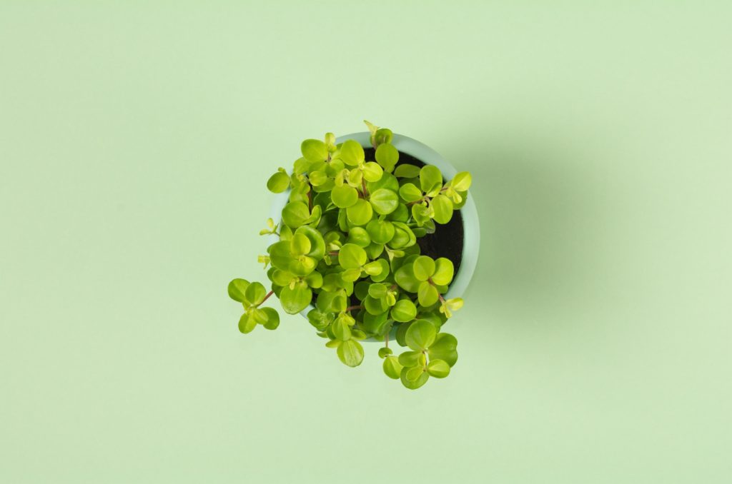 Peperomia Rotundifolia Care & How To Solve Its Common Issues