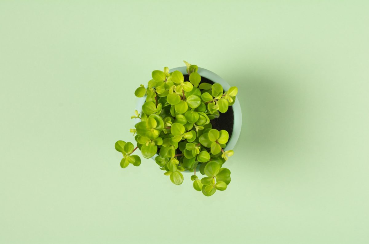 Peperomia Rotundifolia Care & How To Solve Its Common Issues