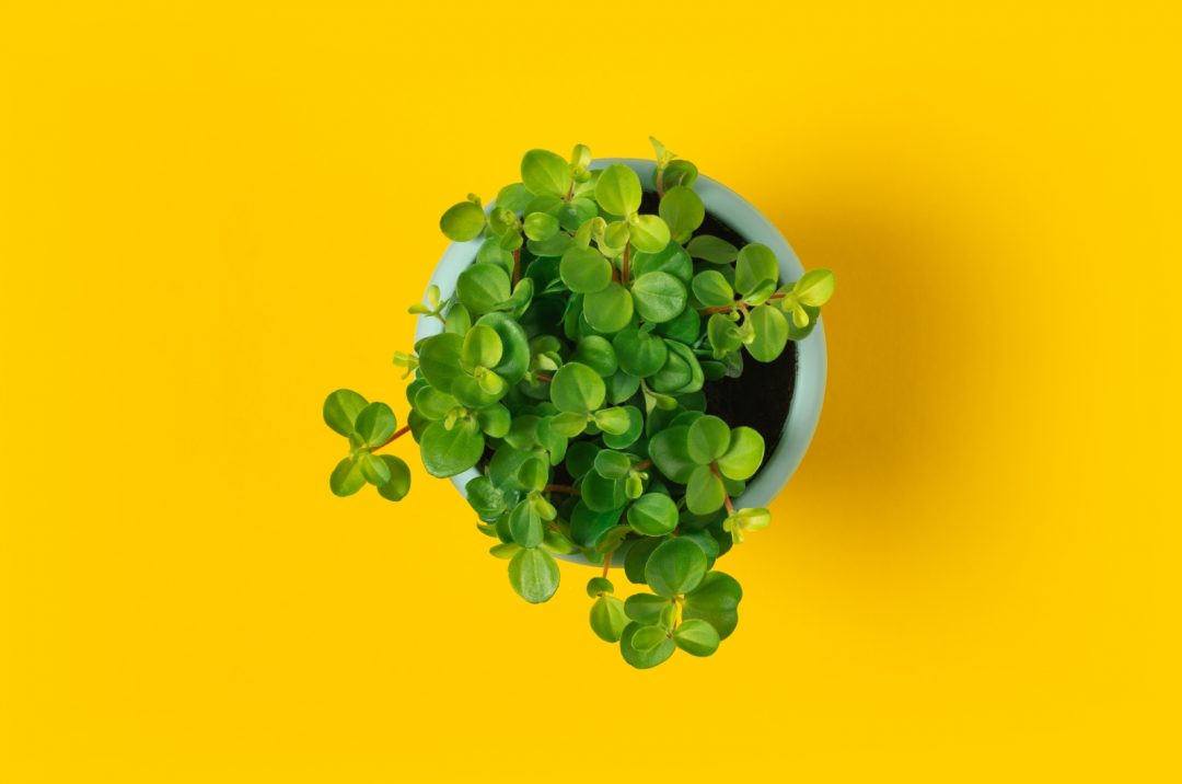 Peperomia Rotundifolia Care & How To Solve Its Common Issues