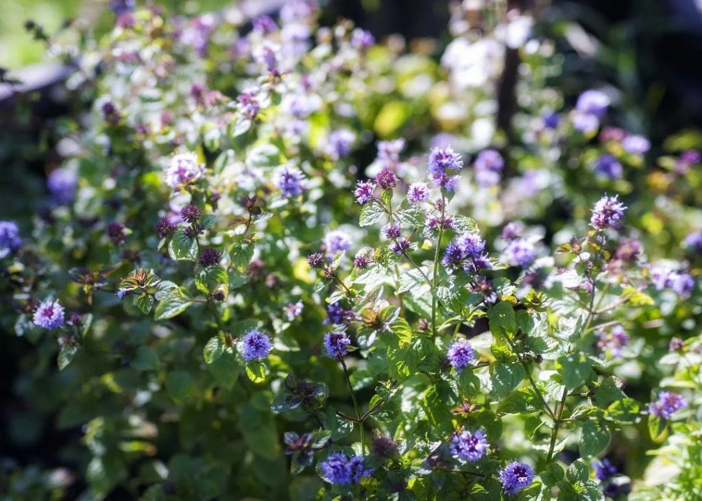 14 Easy To Grow Herbs With Purple Flowers For A Dreamy Garden