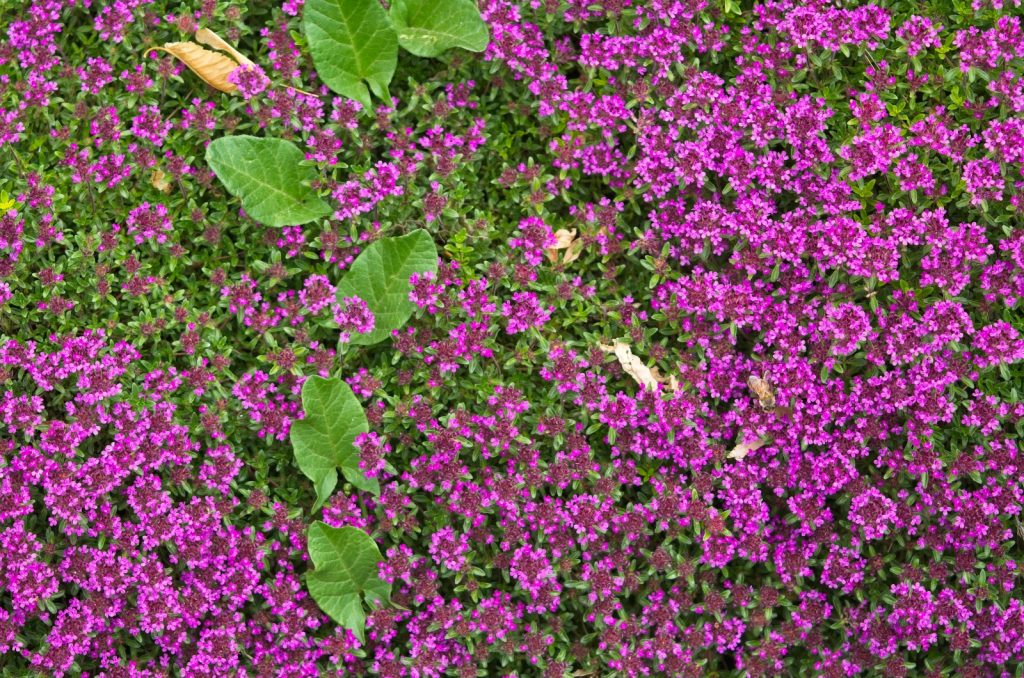 It’s Thyme Time! 15 Types Of Thyme To Spruce Up Your Garden