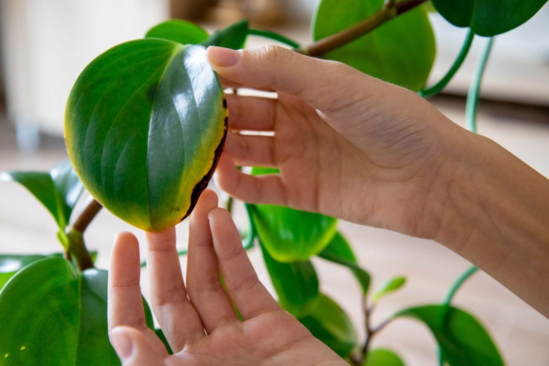 10 Causes Of Peperomia Root Rot + Signs And Solutions