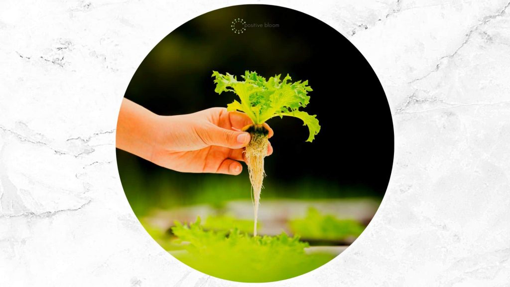 Pros And Cons Of Hydroponics: Is It Worth It? Pros And Cons Of Hydroponics: Is It Worth It?