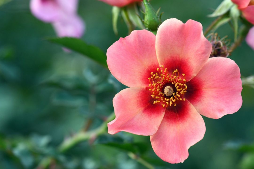 A List Of Lovely Persian Flowers And What They Symbolize