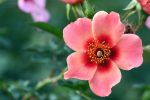 A List Of Lovely Persian Flowers And What They Symbolize